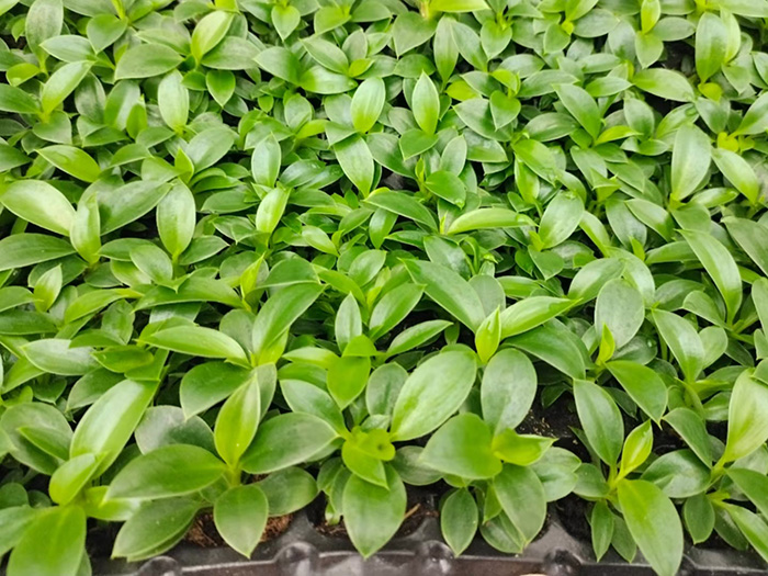 Philodendron Green Princess