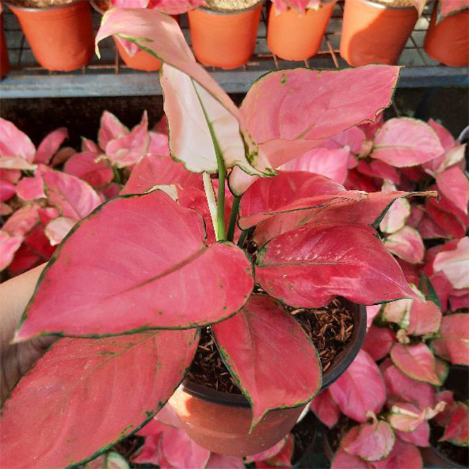 Aglaonema Auspicious Red